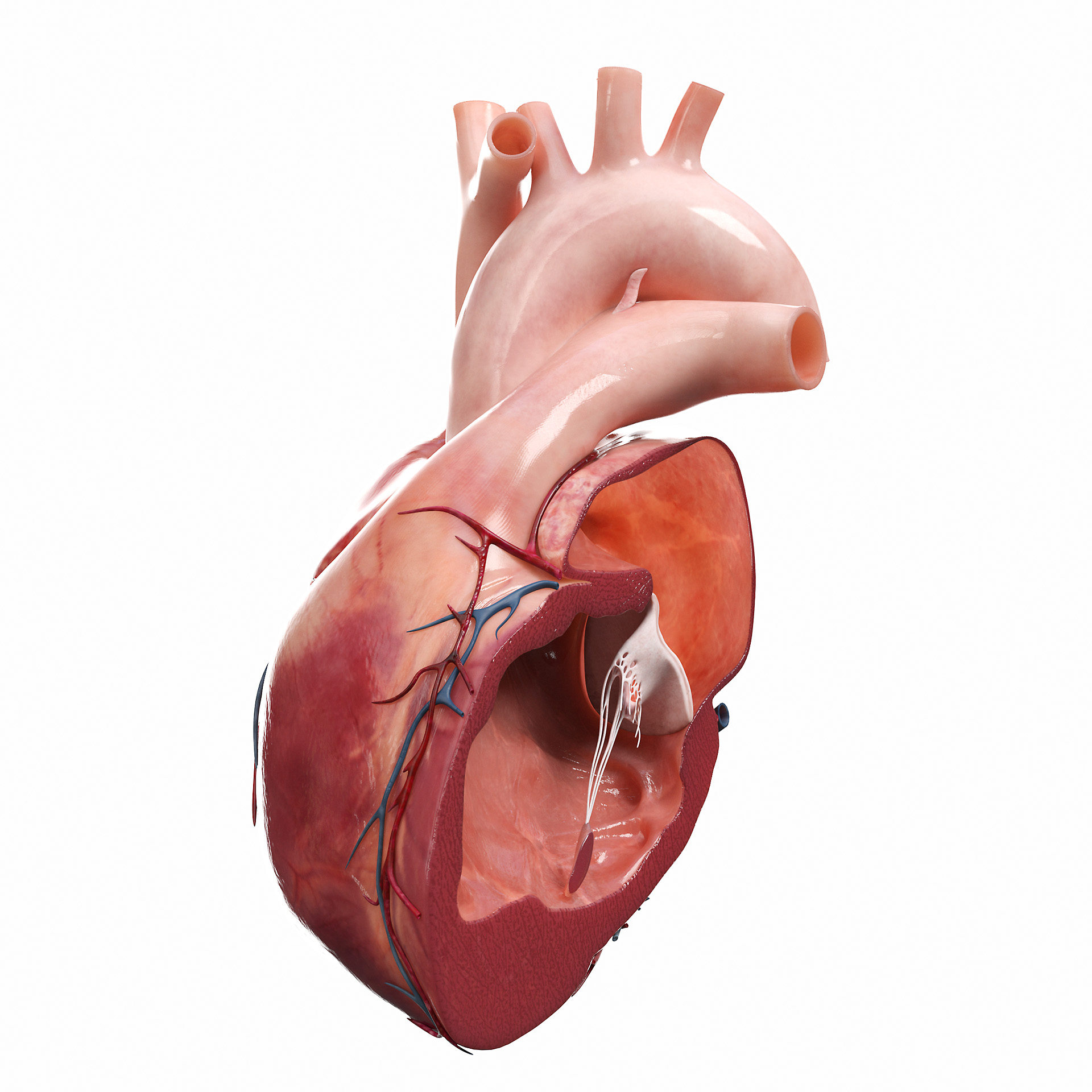 3D model Heart Lateral Section Static - TurboSquid 1750366