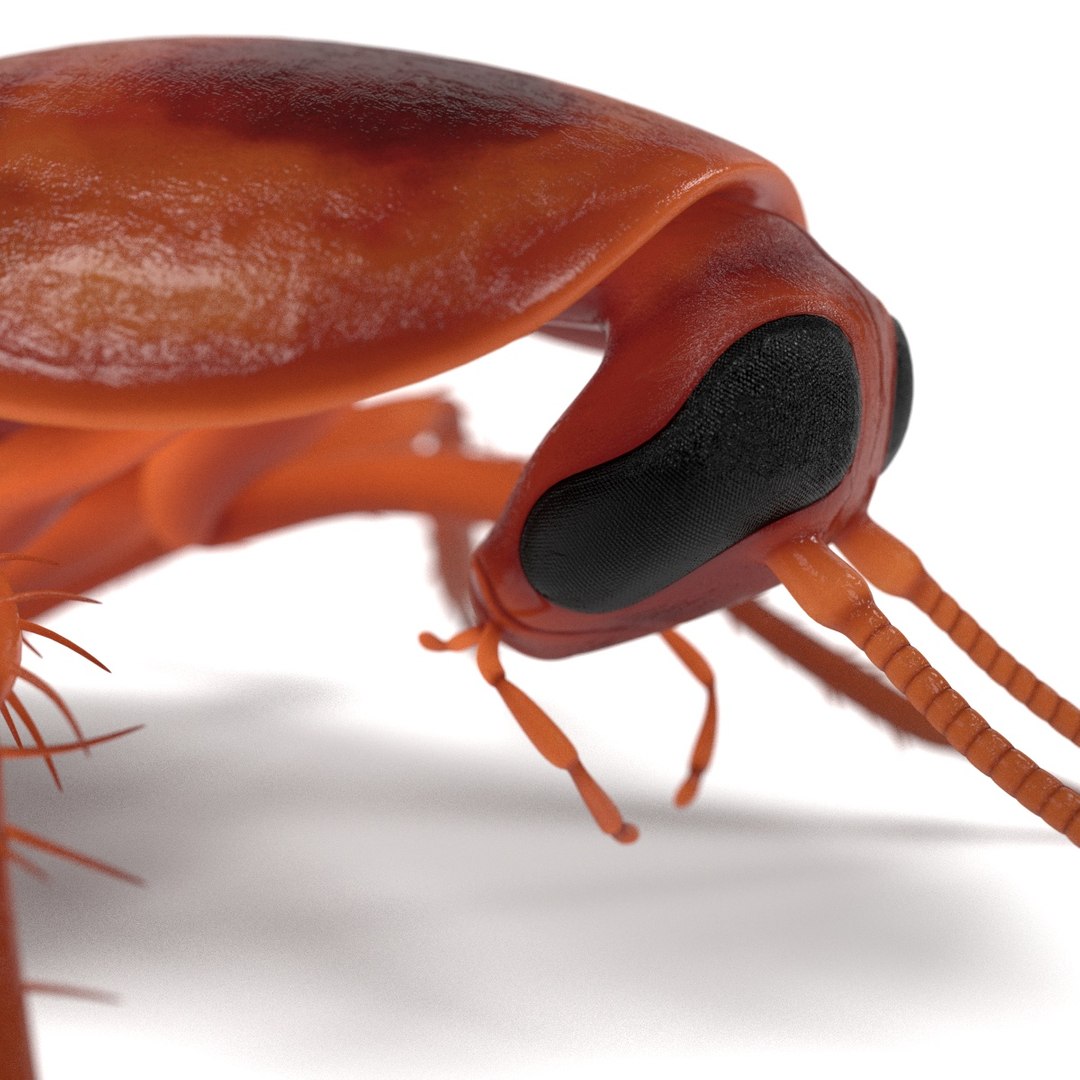 3d Periplaneta Americana American Female Model