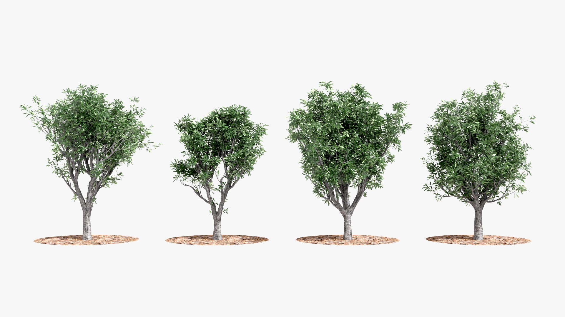 3D 4 Cerbera Odollam Wine Tree Animation - TurboSquid 2094427