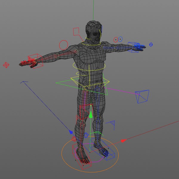 rigged complete male anatomy 3d c4d