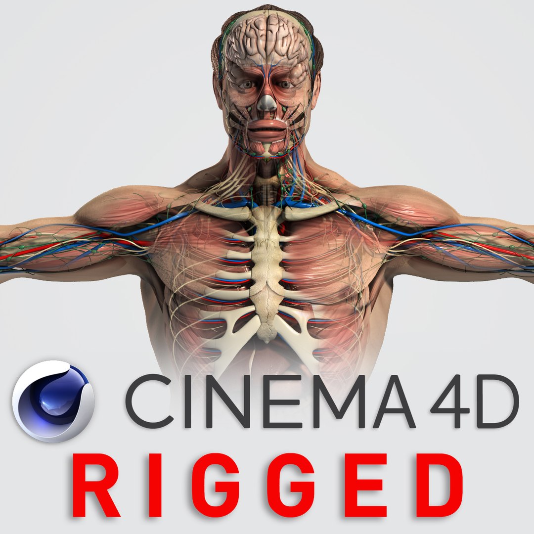 rigged complete male anatomy 3d c4d