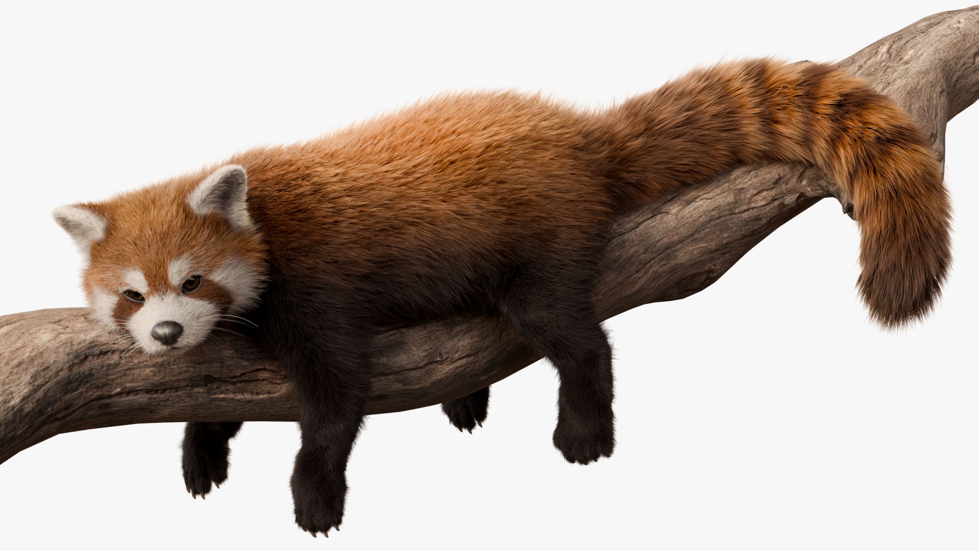 3D Red Panda Rigged Animated Model - TurboSquid 2329273