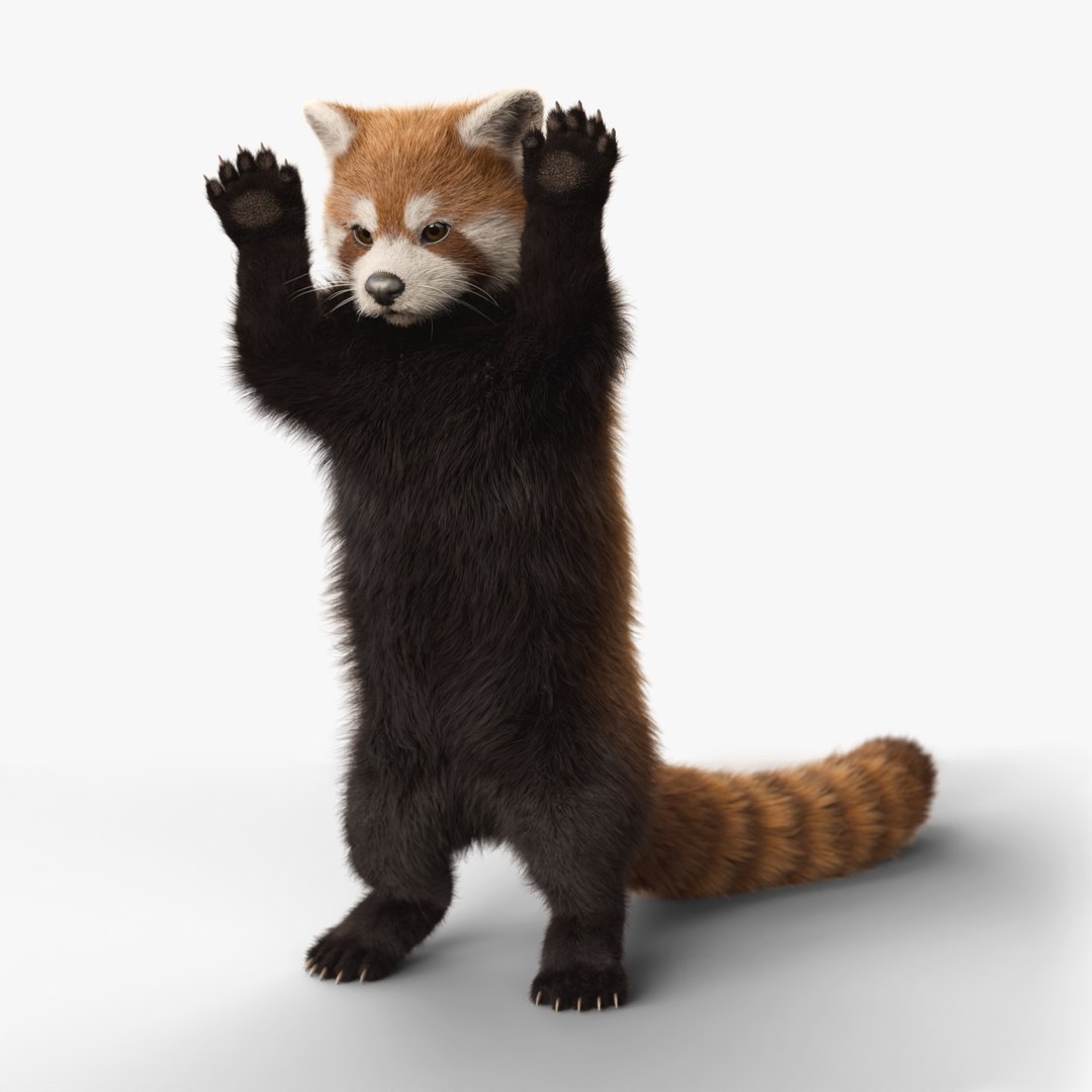 3D Red Panda Rigged Animated Model - TurboSquid 2329273