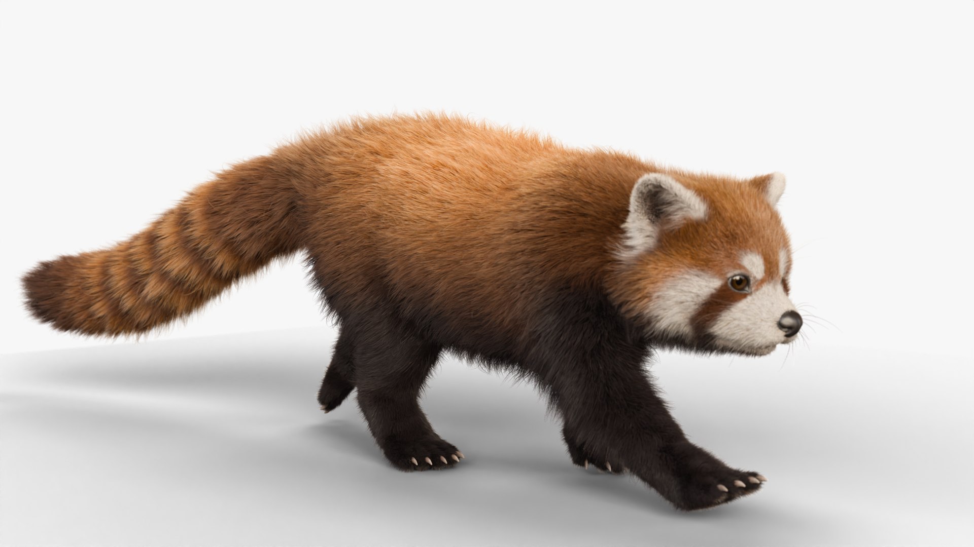 3D Red Panda Rigged Animated Model - TurboSquid 2329273