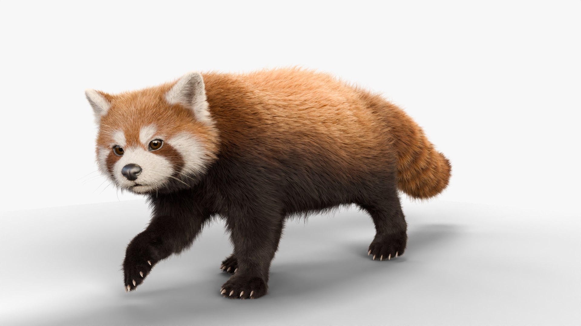 3D Red Panda Rigged Animated Model - TurboSquid 2329273