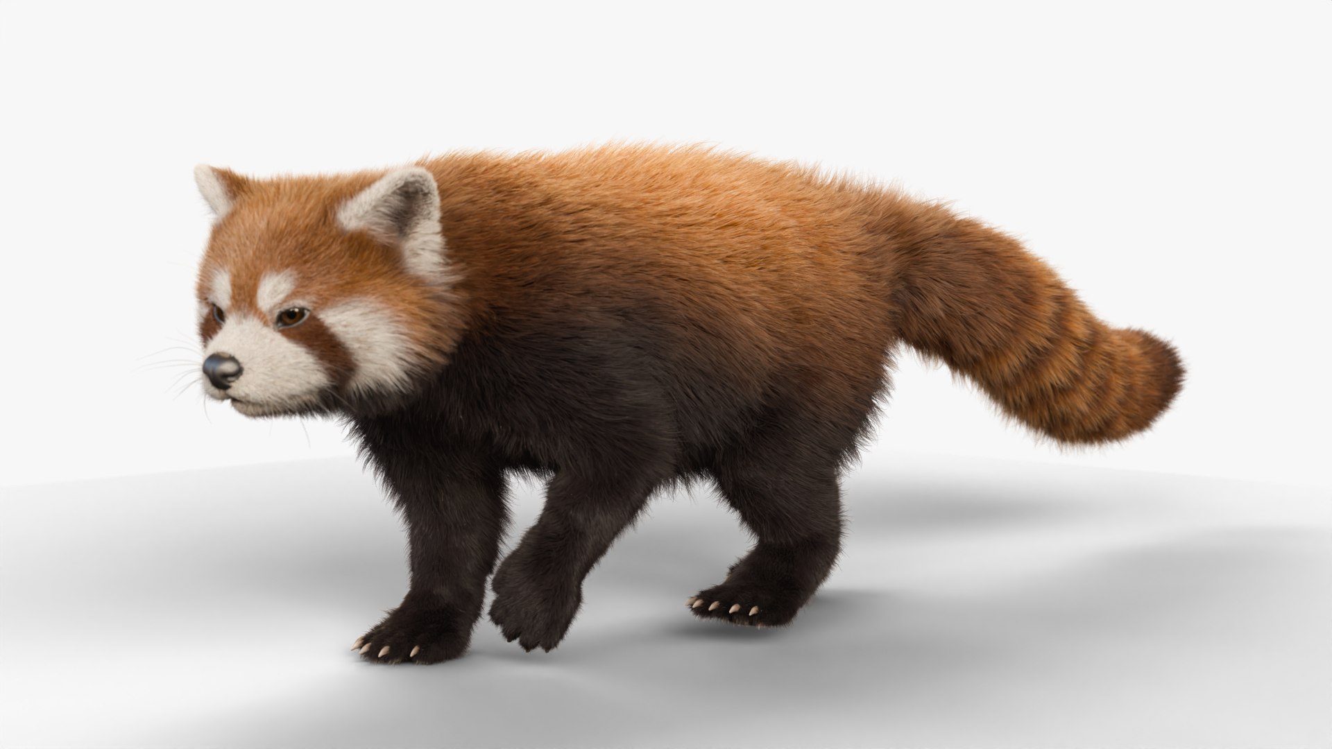 3D Red Panda Rigged Animated Model - TurboSquid 2329273