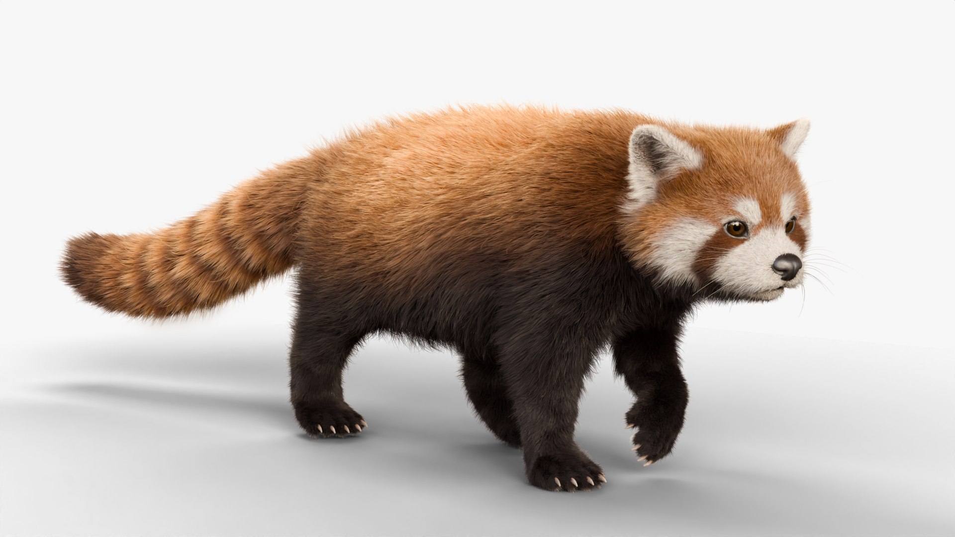 3D Red Panda Rigged Animated Model - TurboSquid 2329273