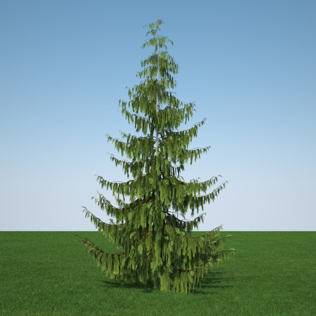 c4d chamae cyparis nootkatensis