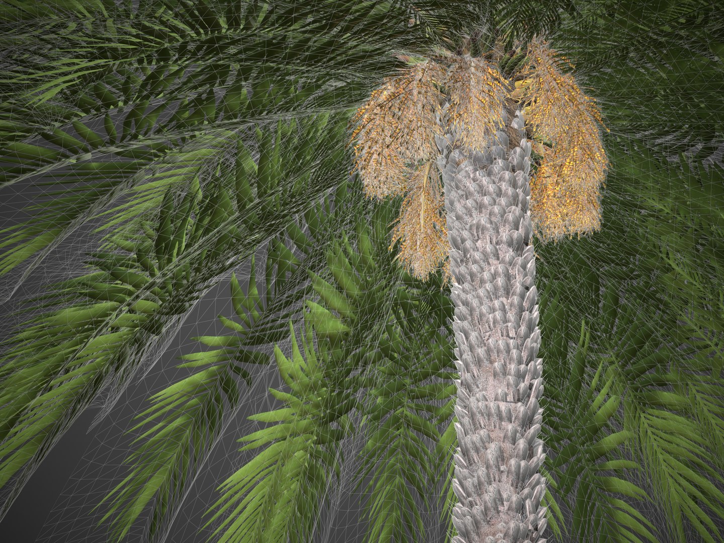 3D 2021 PBR Canary Date Palm Collection - Phoenix Canariensis ...