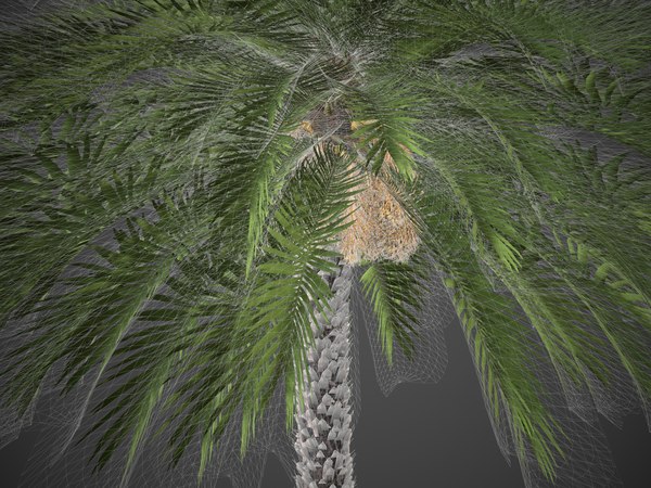 modelo 3d Colección de palmeras datileras canarias PBR 2021 - Phoenix ...