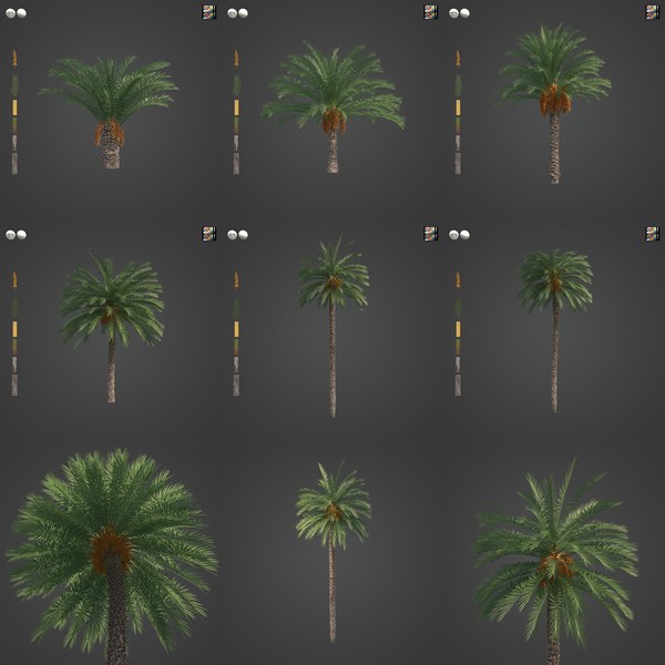date palm tree 3d model
