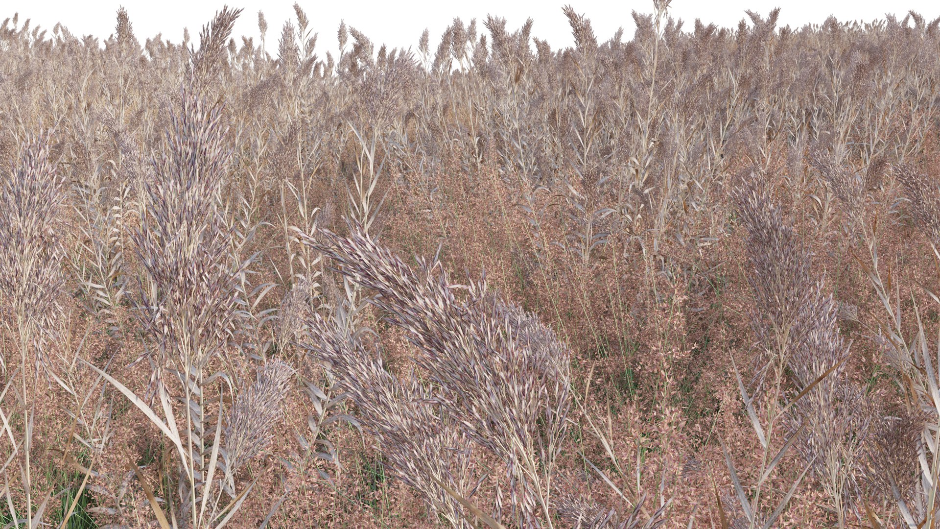 3D Arundo Donax - Giant Reed - Spanish Reed 03 Model - TurboSquid 1972980