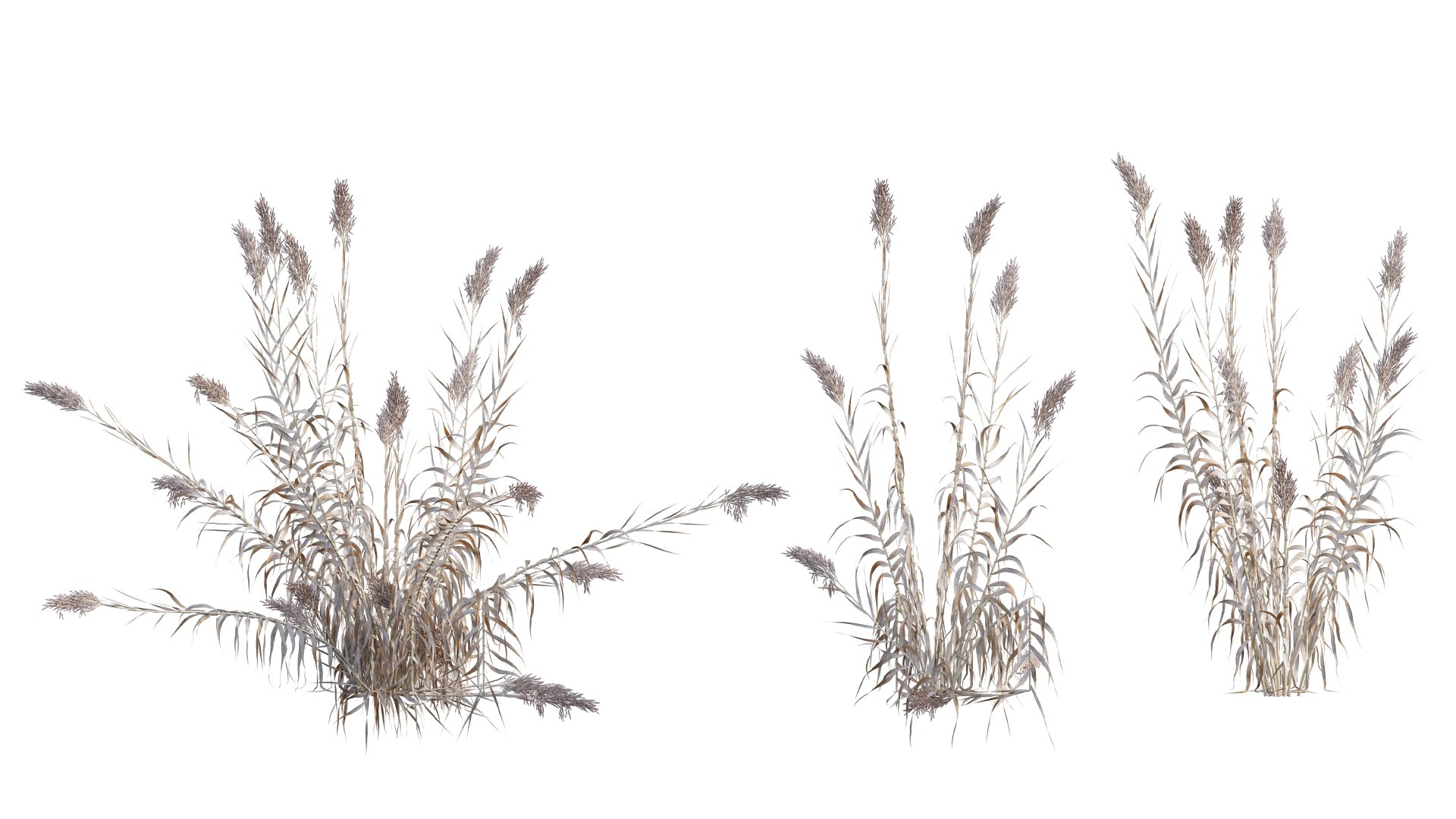 3D Arundo Donax - Giant Reed - Spanish Reed 03 Model - TurboSquid 1972980