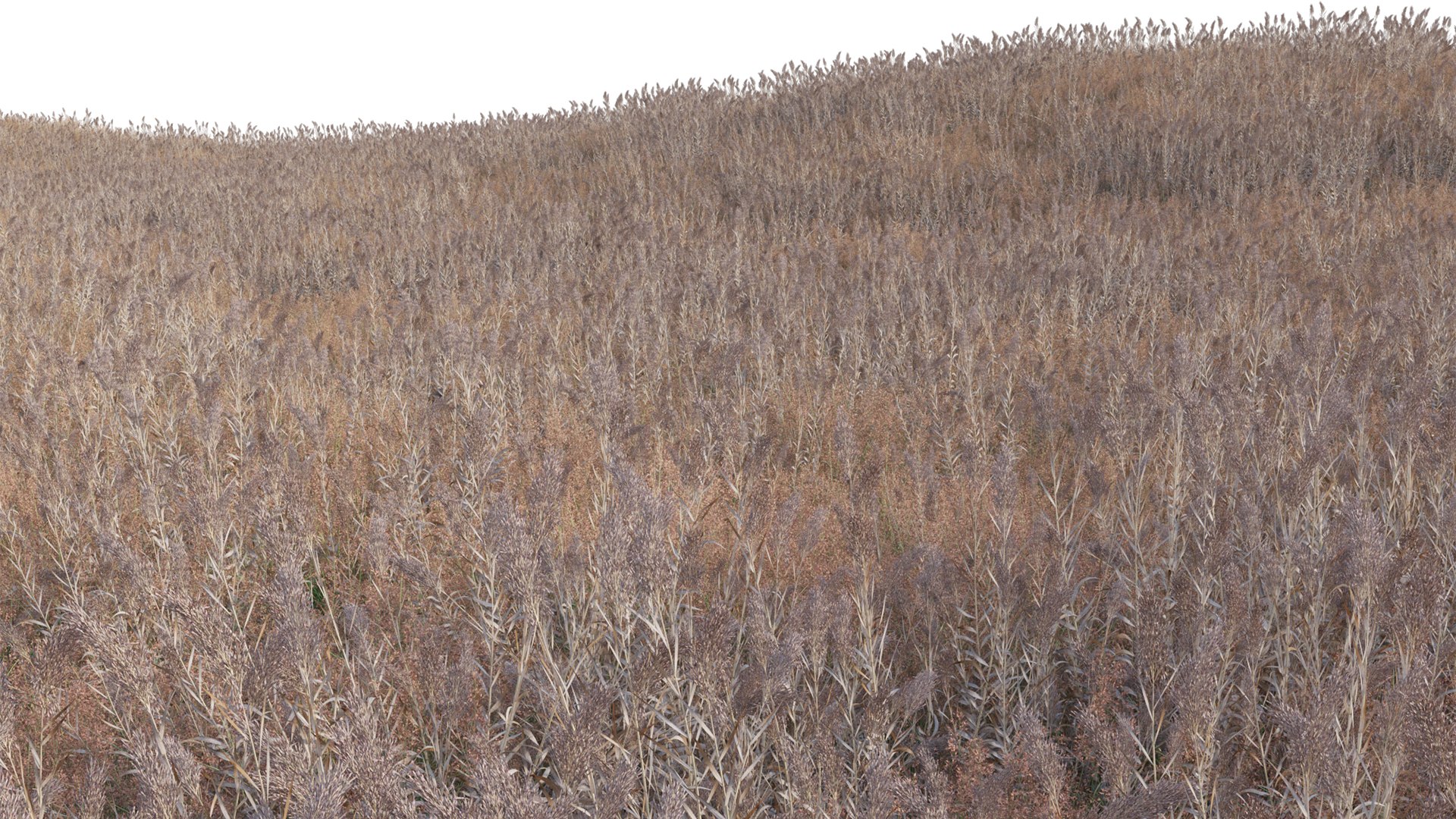 3D Arundo Donax - Giant Reed - Spanish Reed 03 Model - TurboSquid 1972980