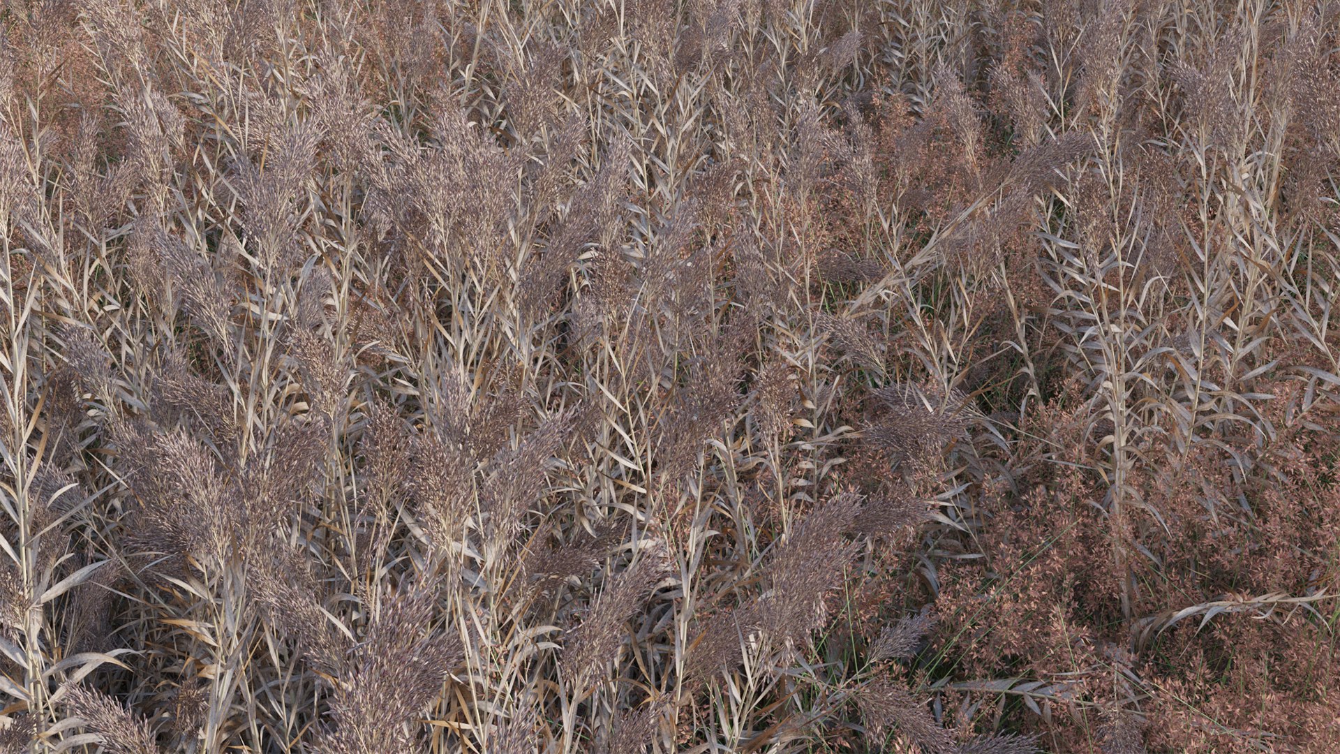 3D Arundo Donax - Giant Reed - Spanish Reed 03 Model - TurboSquid 1972980