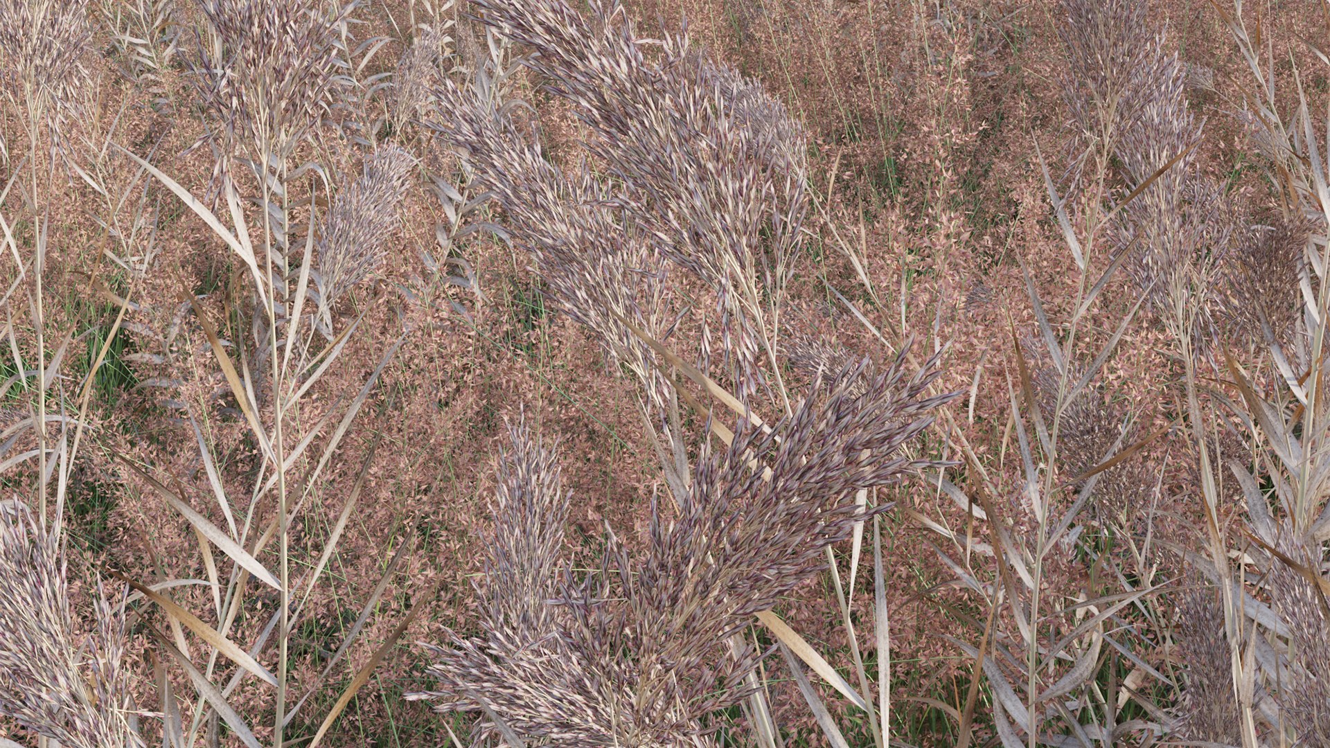 3D Arundo Donax - Giant Reed - Spanish Reed 03 Model - TurboSquid 1972980