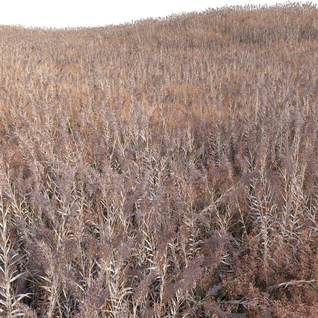 3D Arundo Donax - Giant Reed - Spanish Reed 03 Model - TurboSquid 1972980