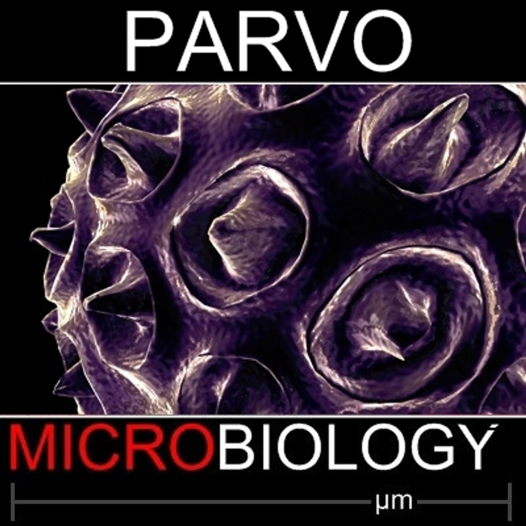 3d Model Parvo Virus