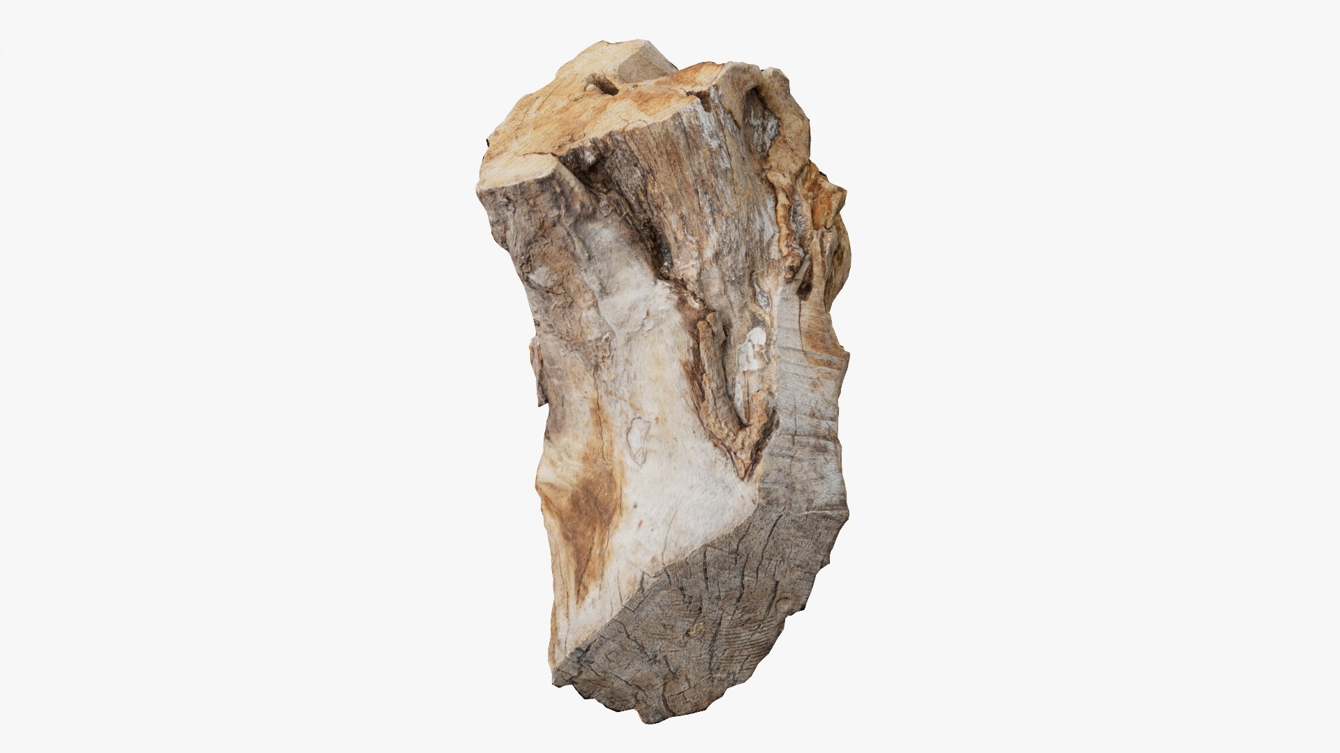 3D Scanned Trimmed Tree Wood 12 - TurboSquid 2434738
