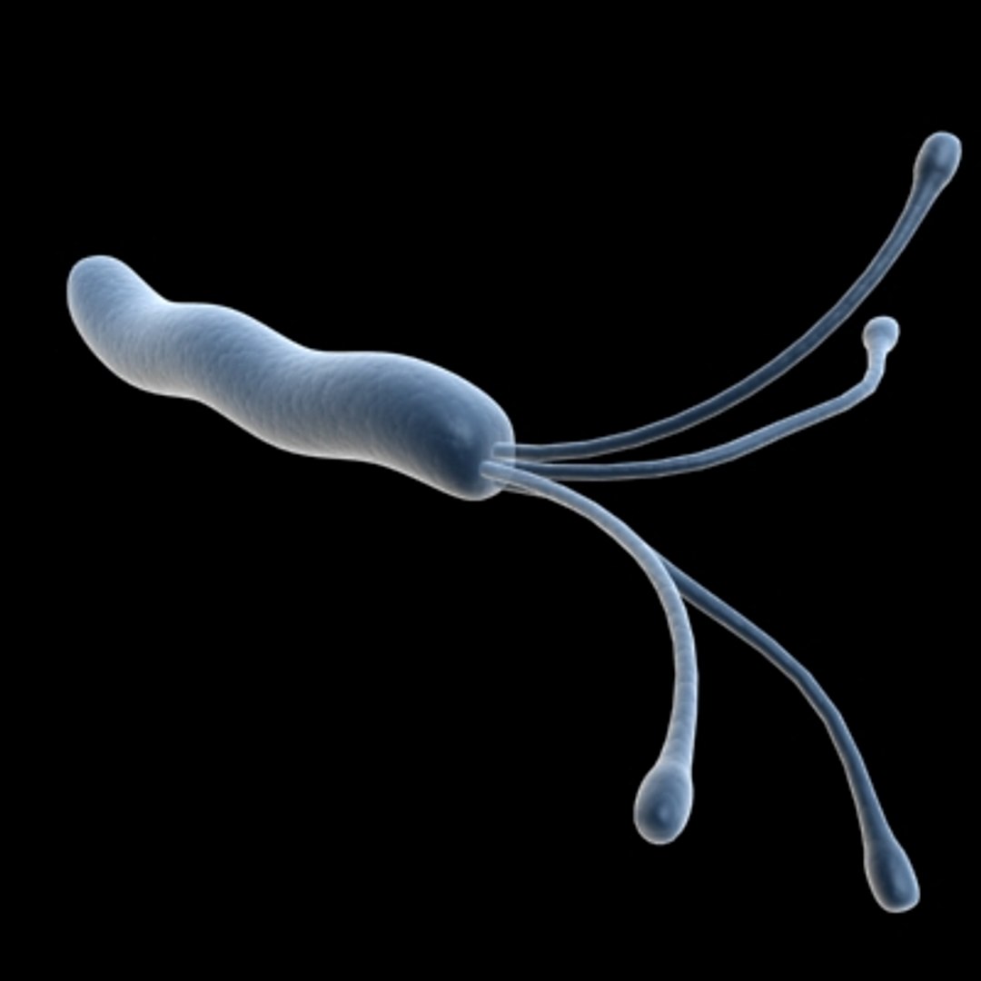 Helicobacter Pylori 3d Model