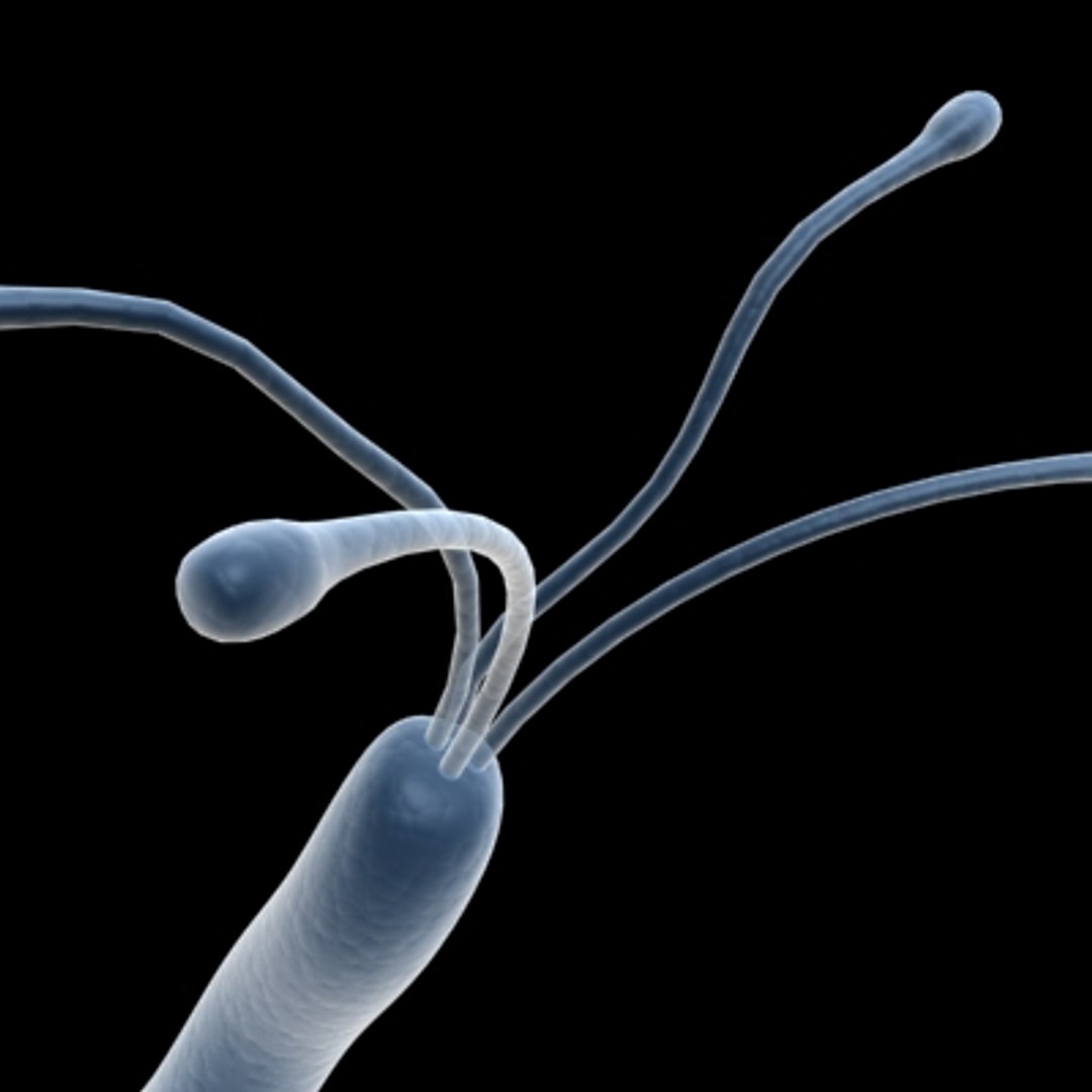 Helicobacter Pylori 3d Model