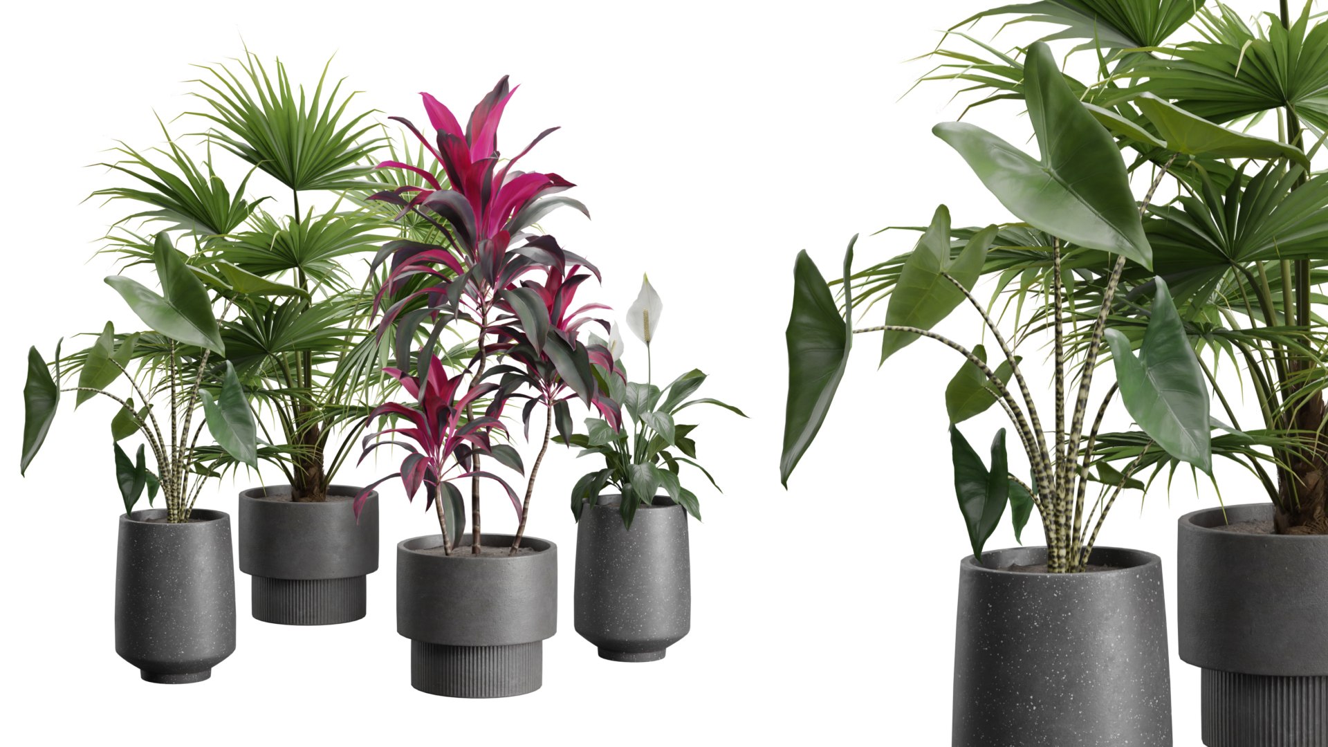 Indoor Plants Collection 04 Model - TurboSquid 2050248