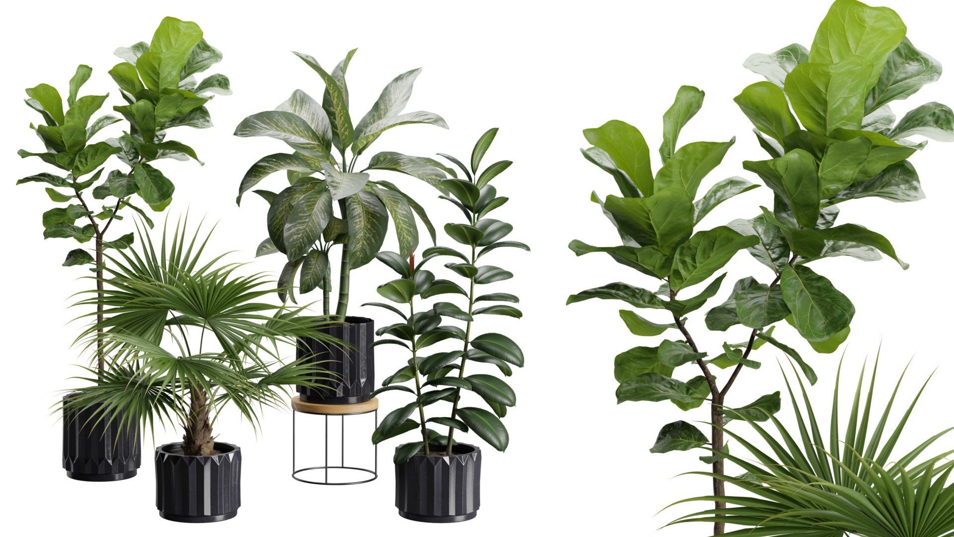 Indoor Plants Collection 04 Model - TurboSquid 2050248