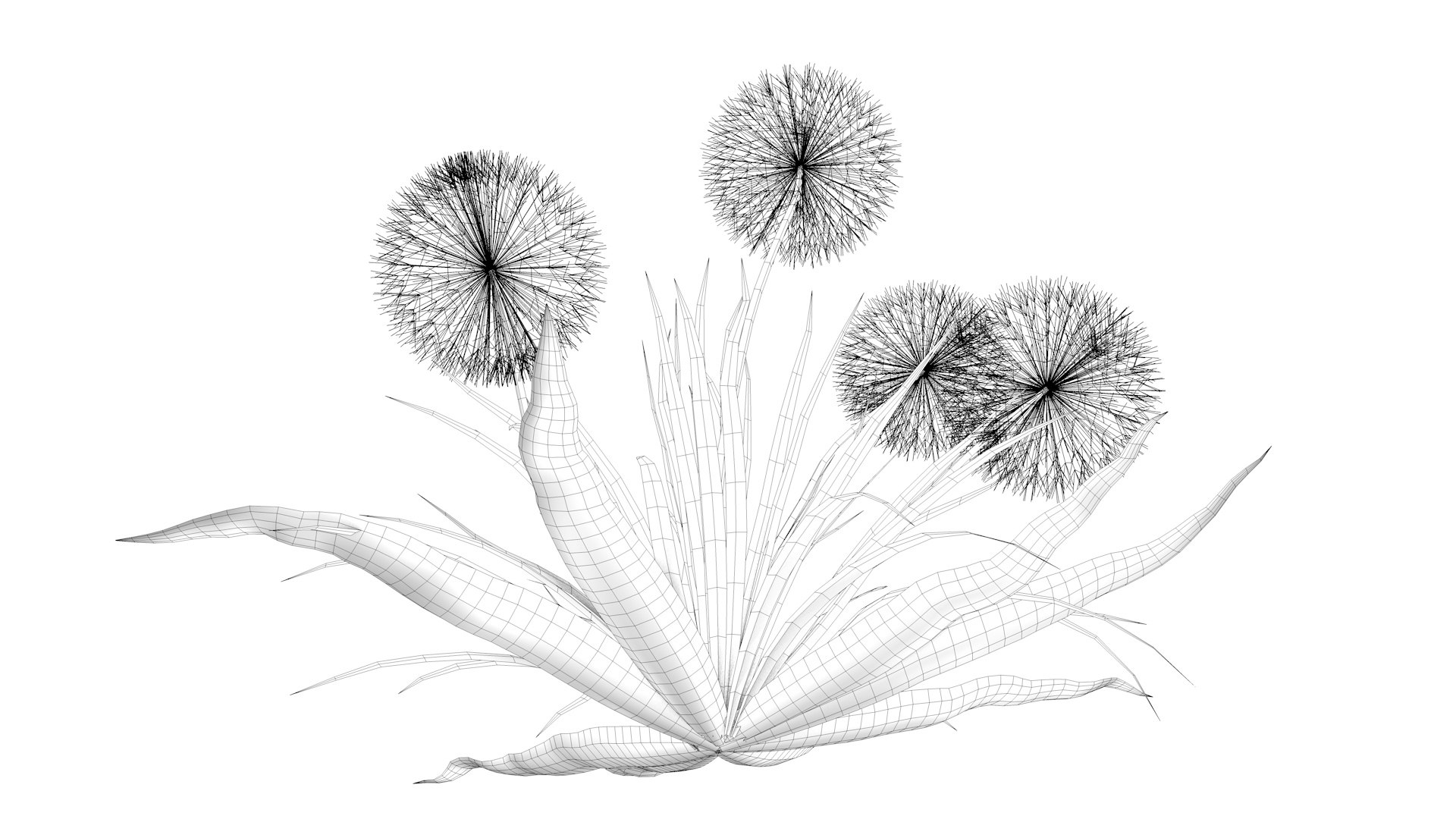 Ripe Dandelion Plant 3D Model - TurboSquid 1717322