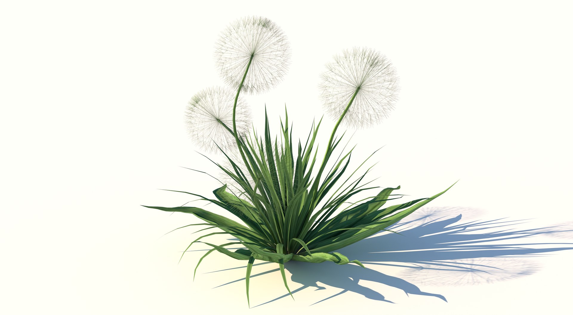 Ripe Dandelion Plant 3D Model - TurboSquid 1717322