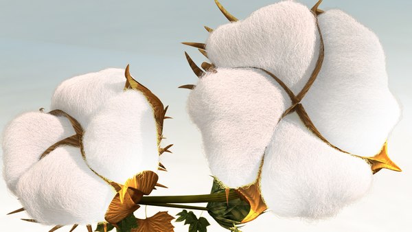 Cotton 3D model - TurboSquid 1312949