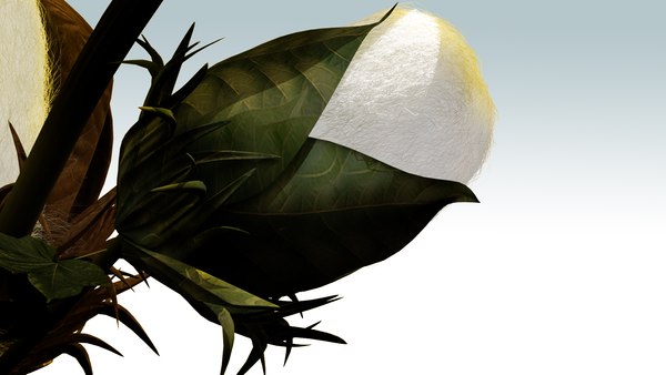Cotton 3D model - TurboSquid 1312949