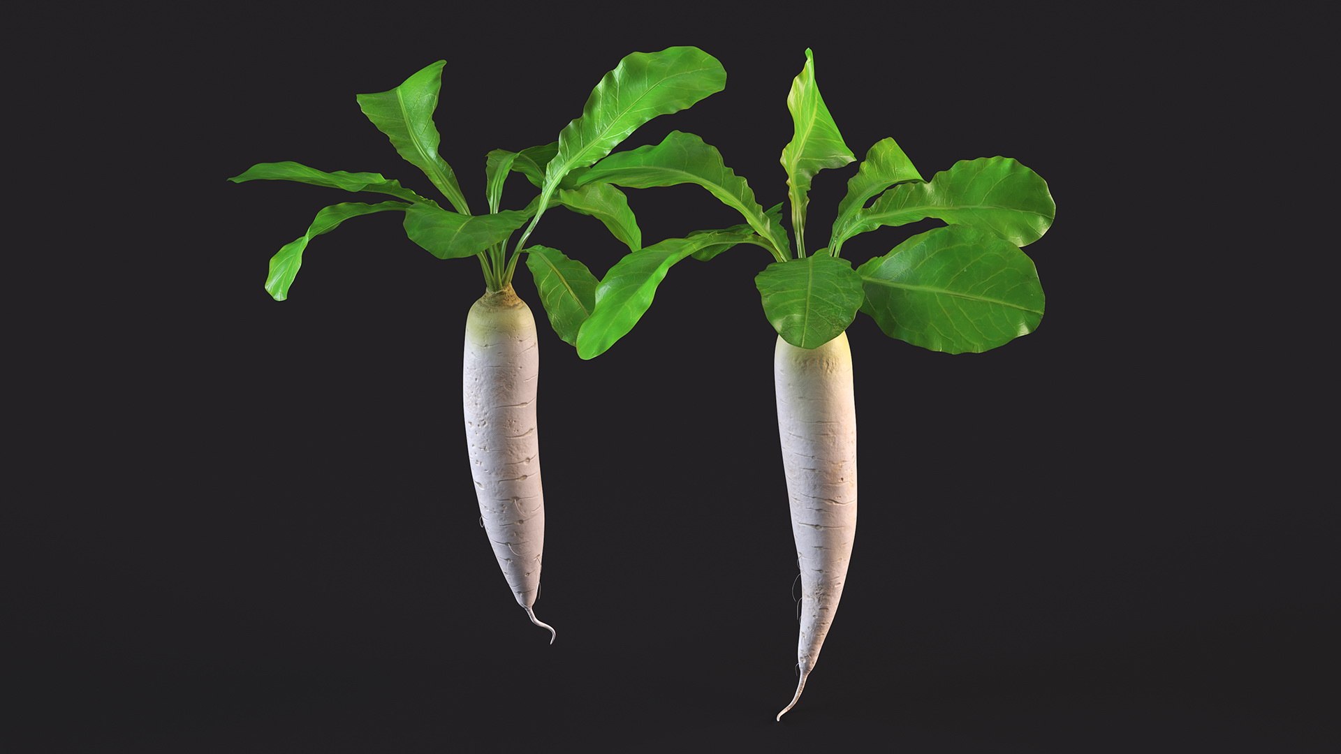 3D model Growing Daikon Winter Radish - TurboSquid 2086669