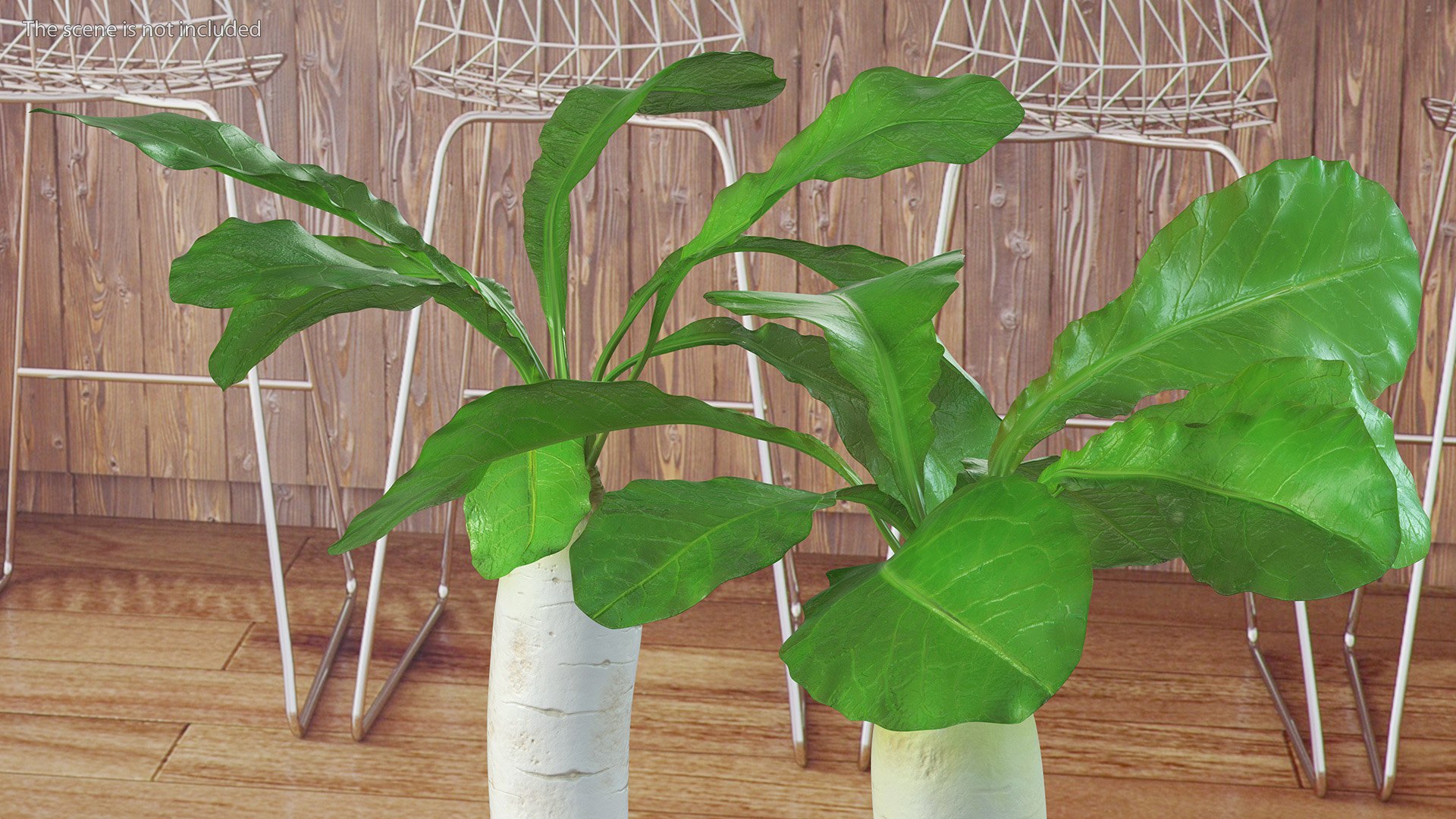 3D model Growing Daikon Winter Radish - TurboSquid 2086669