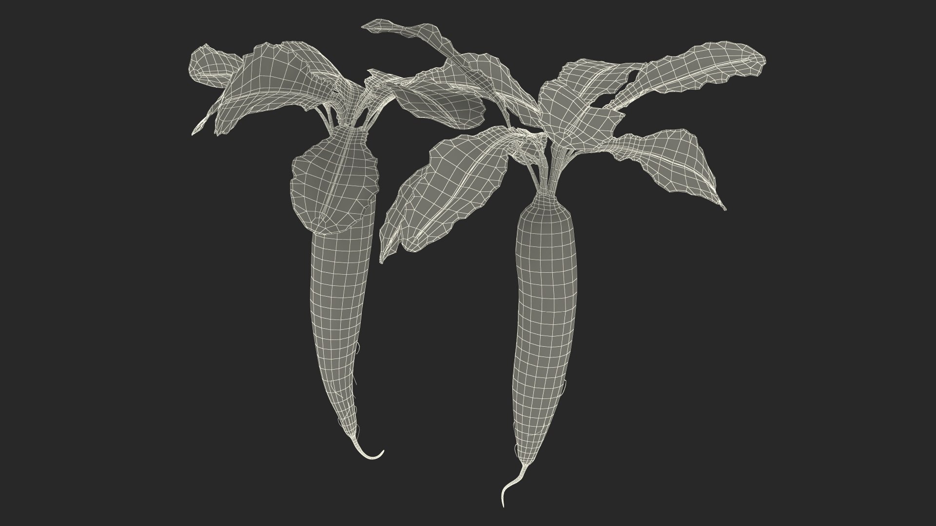 3D model Growing Daikon Winter Radish - TurboSquid 2086669