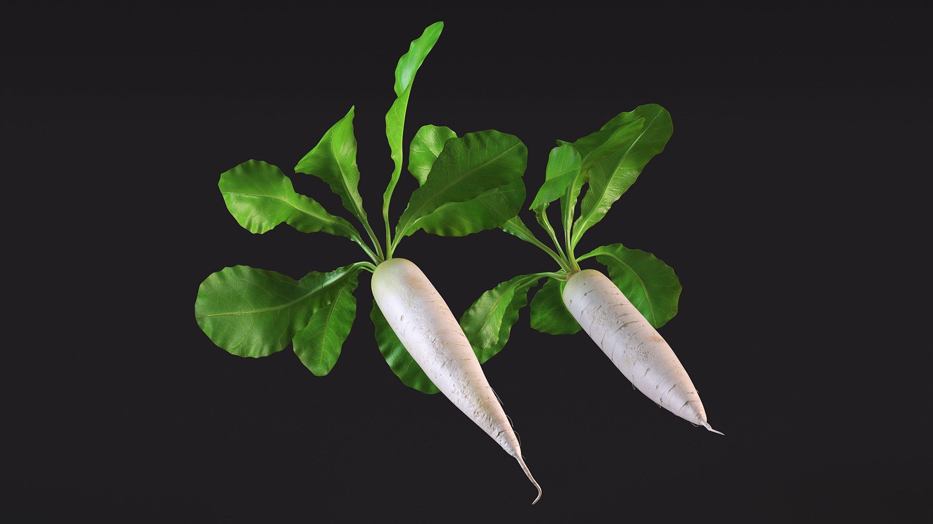 3D model Growing Daikon Winter Radish - TurboSquid 2086669