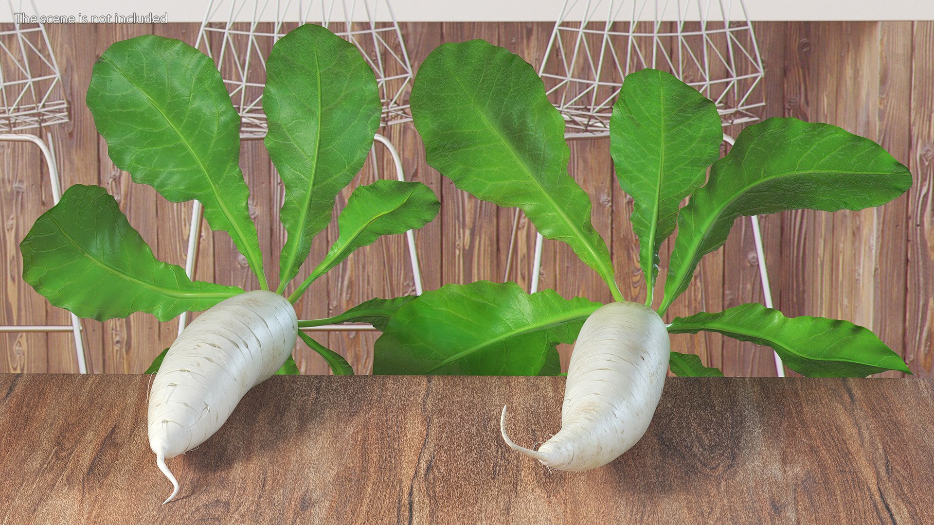 3D model Growing Daikon Winter Radish - TurboSquid 2086669