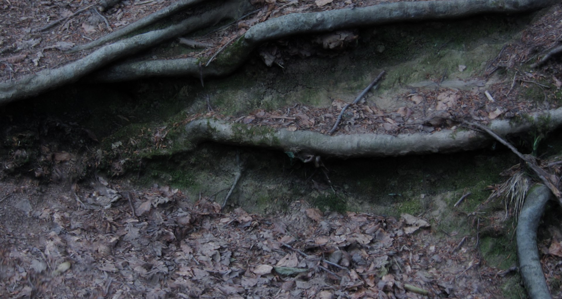 Section Forest Floor 3D Model - TurboSquid 1515704