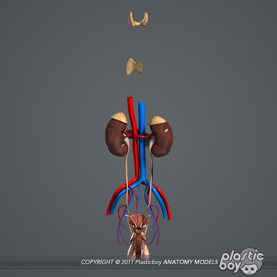 Medically Reproductive Urinary Systems 3d Max
