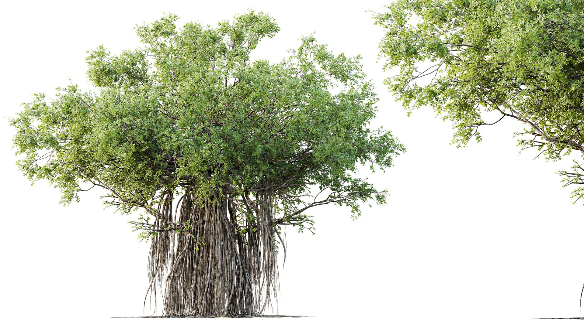 3D AV Celtis Laevigata Sugarberry Hackberry And Banyan Ficus ...