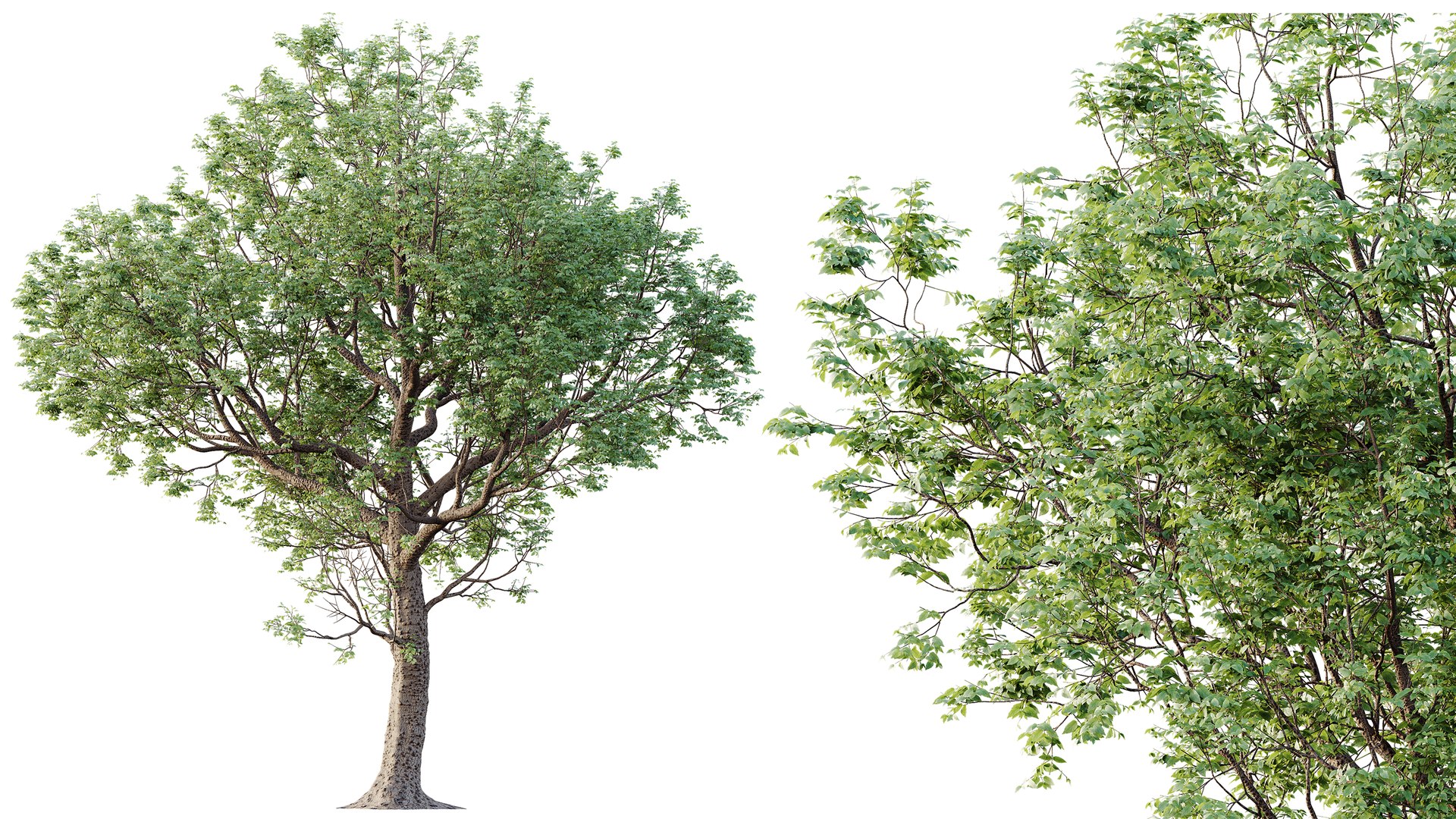 3D AV Celtis Laevigata Sugarberry Hackberry And Banyan Ficus ...