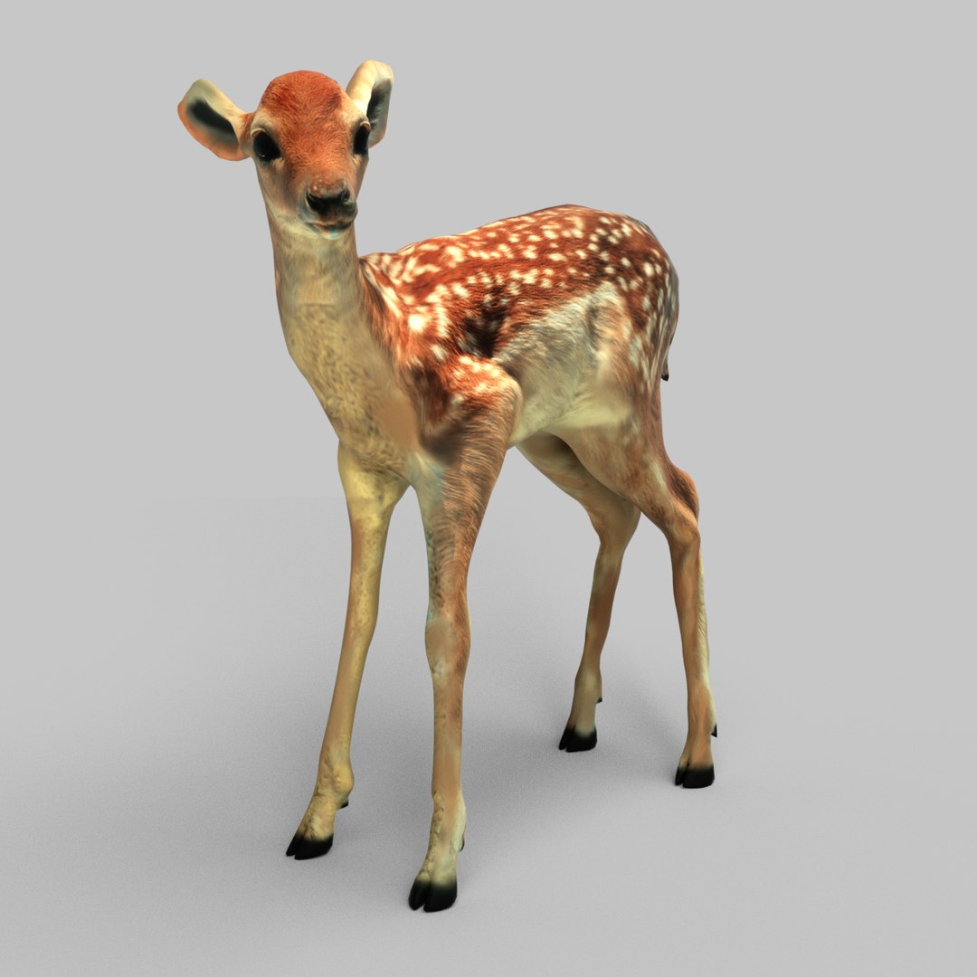 Fawn Obj