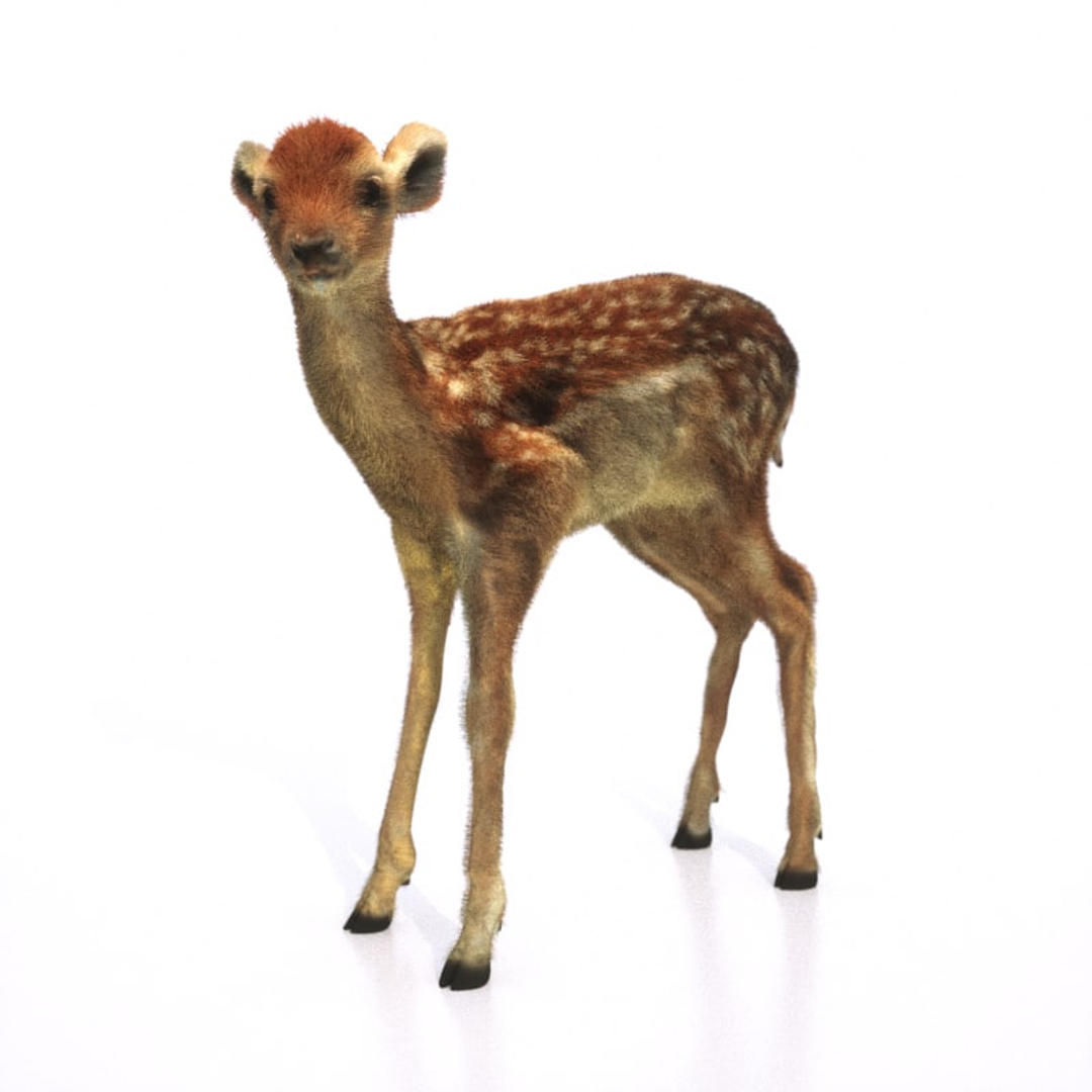 Fawn Obj