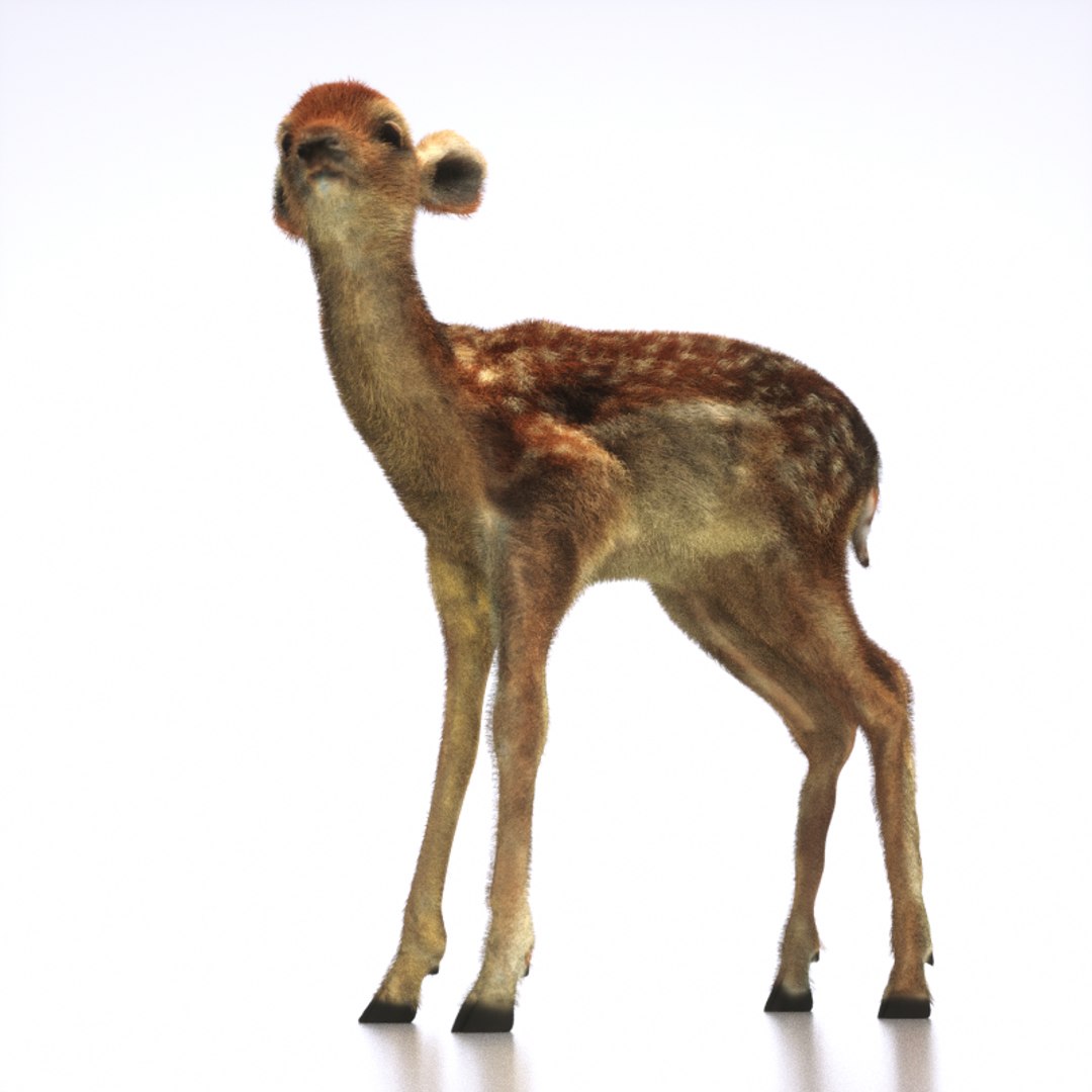 Fawn Obj