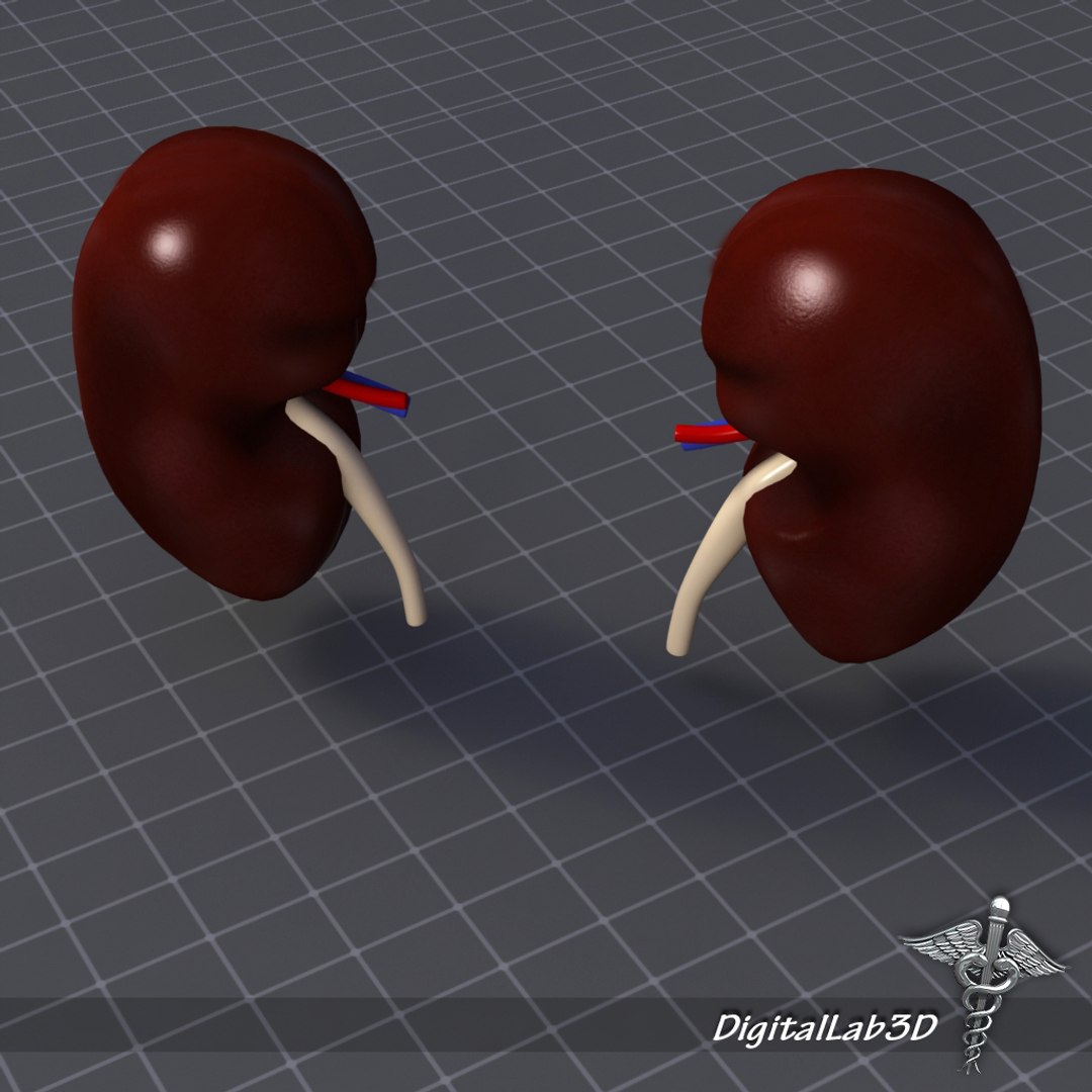 Human Kidney 3d Model