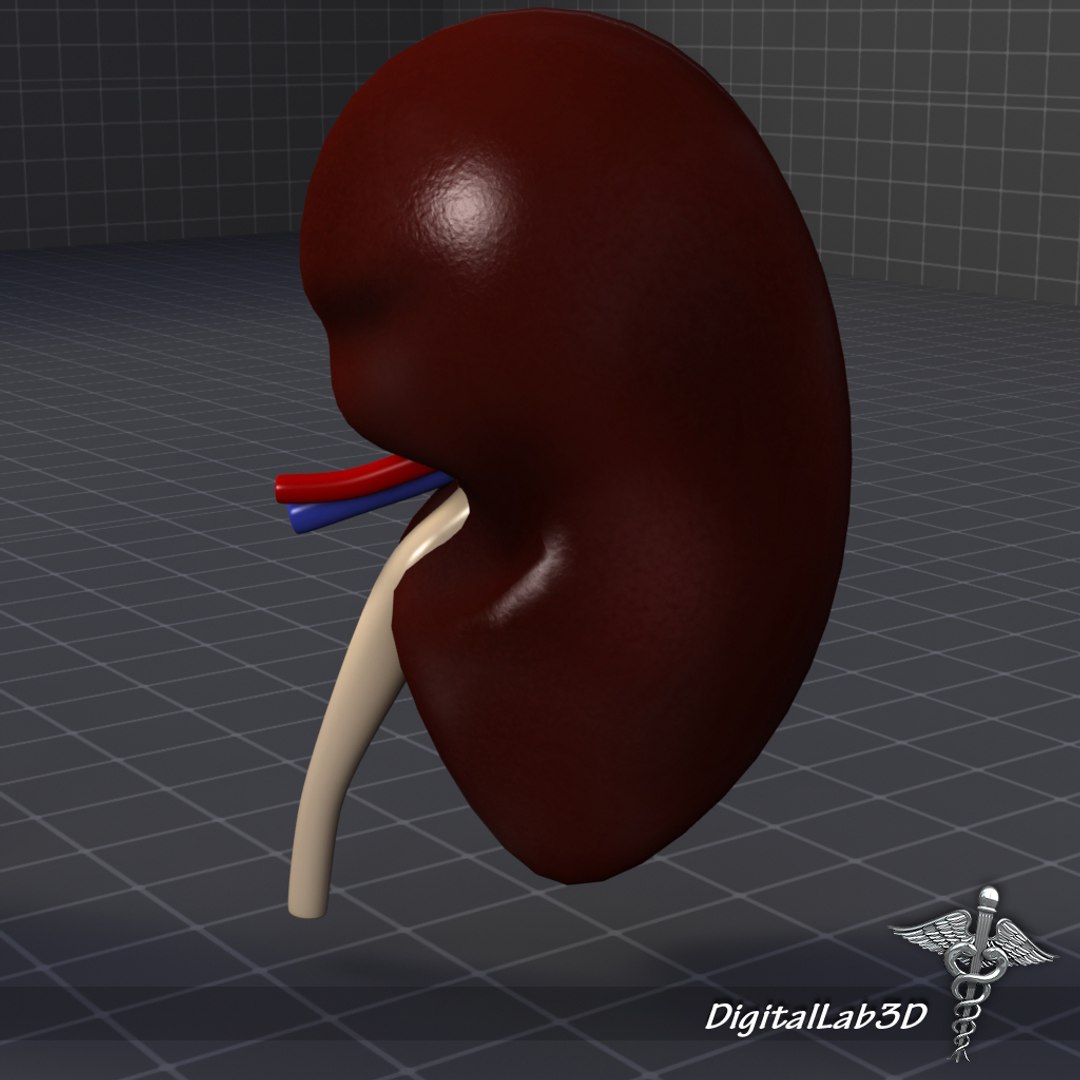 Human Kidney 3d Model
