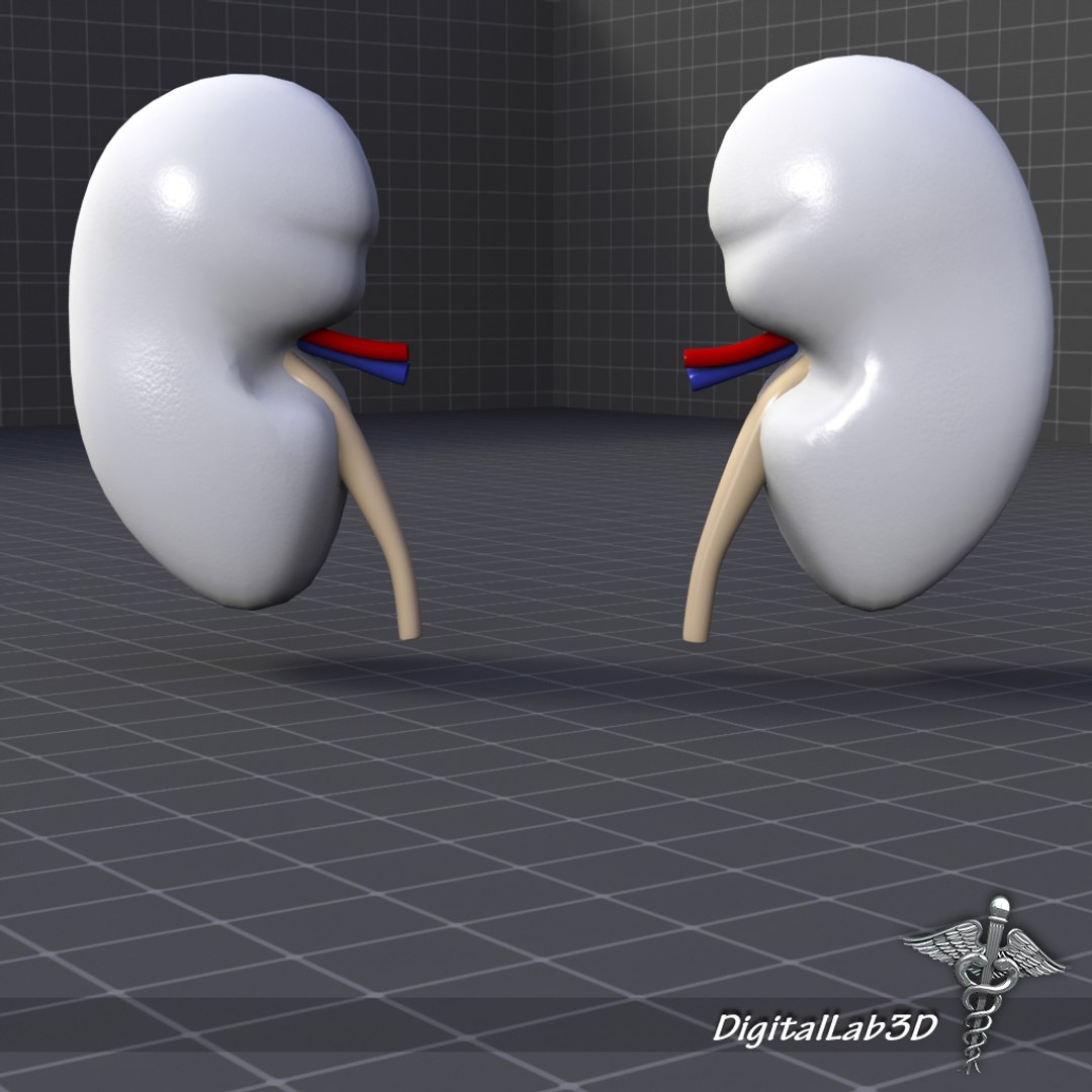 Human Kidney 3d Model
