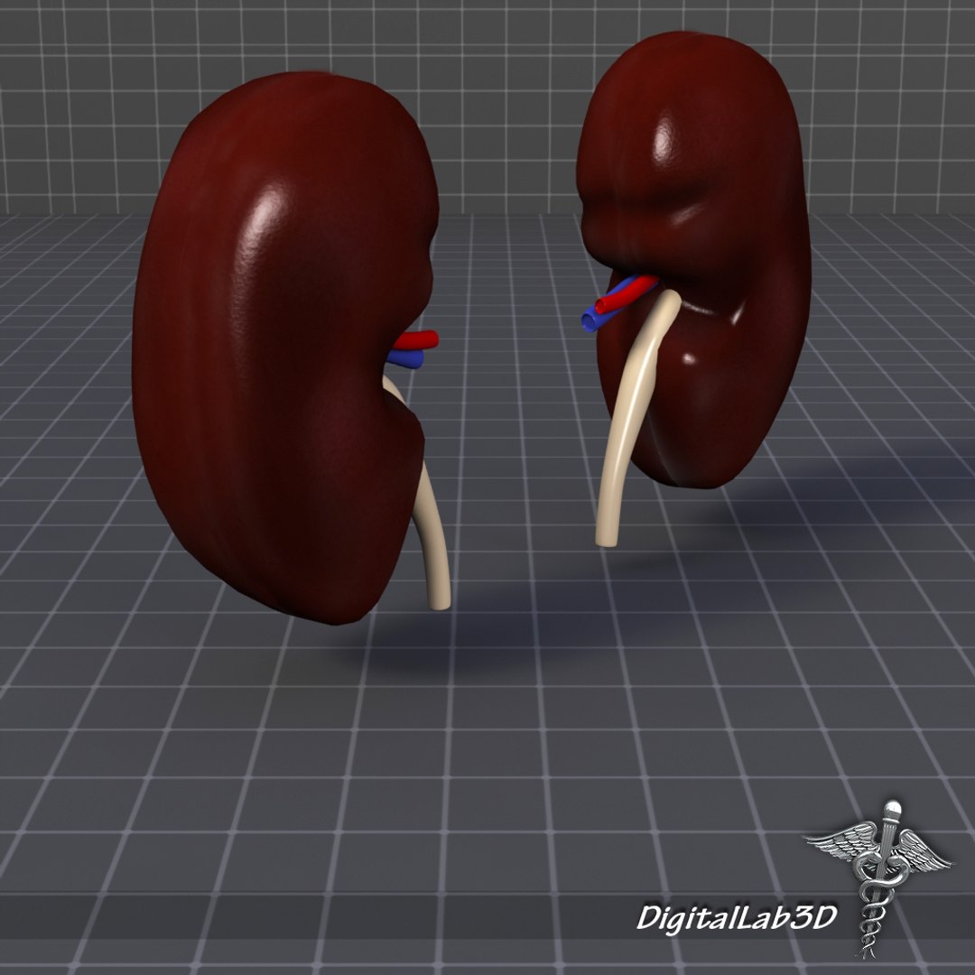Human Kidney 3d Model