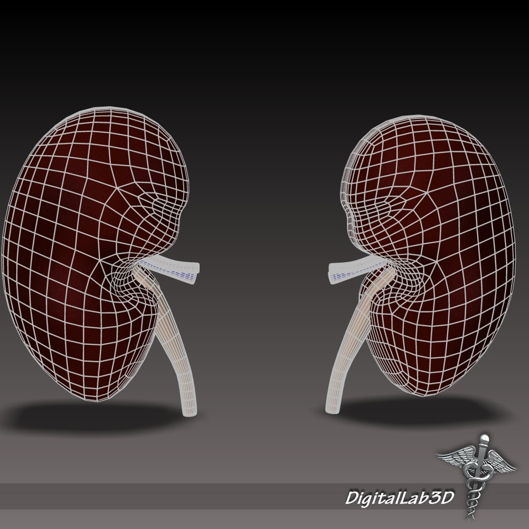 Human Kidney 3d Model