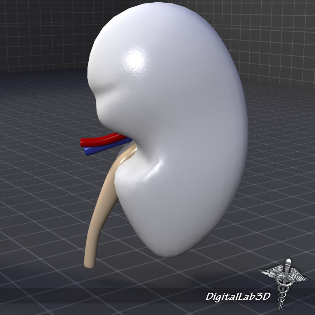 Human Kidney 3d Model