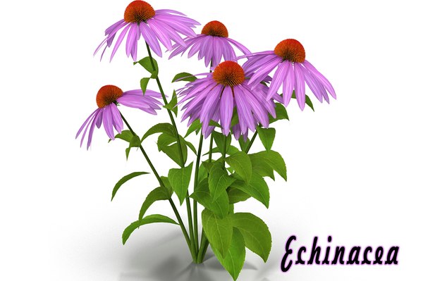 Purple Coneflower 3D Models for Download | TurboSquid